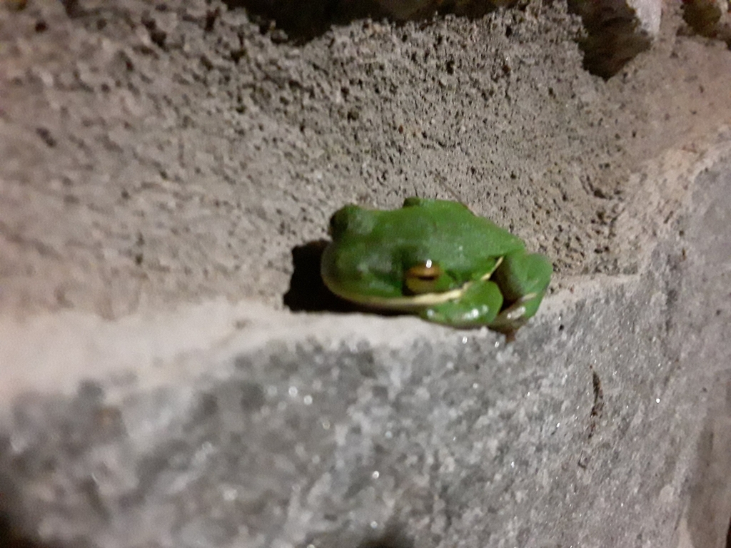 Green Treefrog from WHISPER PNES, NC 28327, USA on August 23, 2019 at 10:05 PM by Seth Landon ...