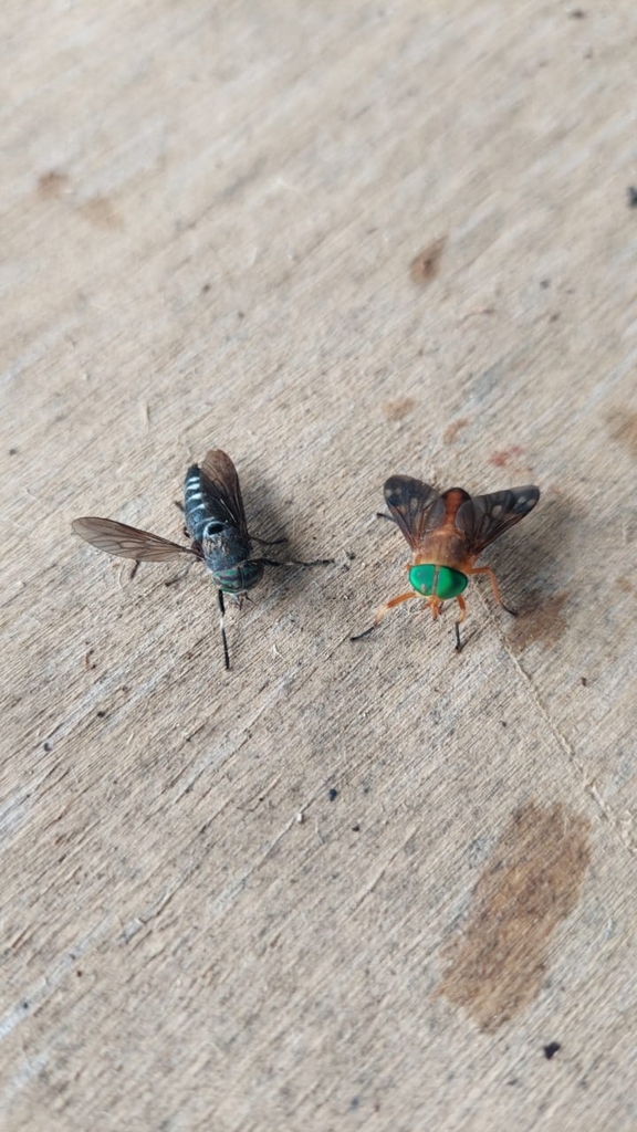 Flies from La Virgen, Heredia, Sarapiquí, Costa Rica on July 20, 2024 ...