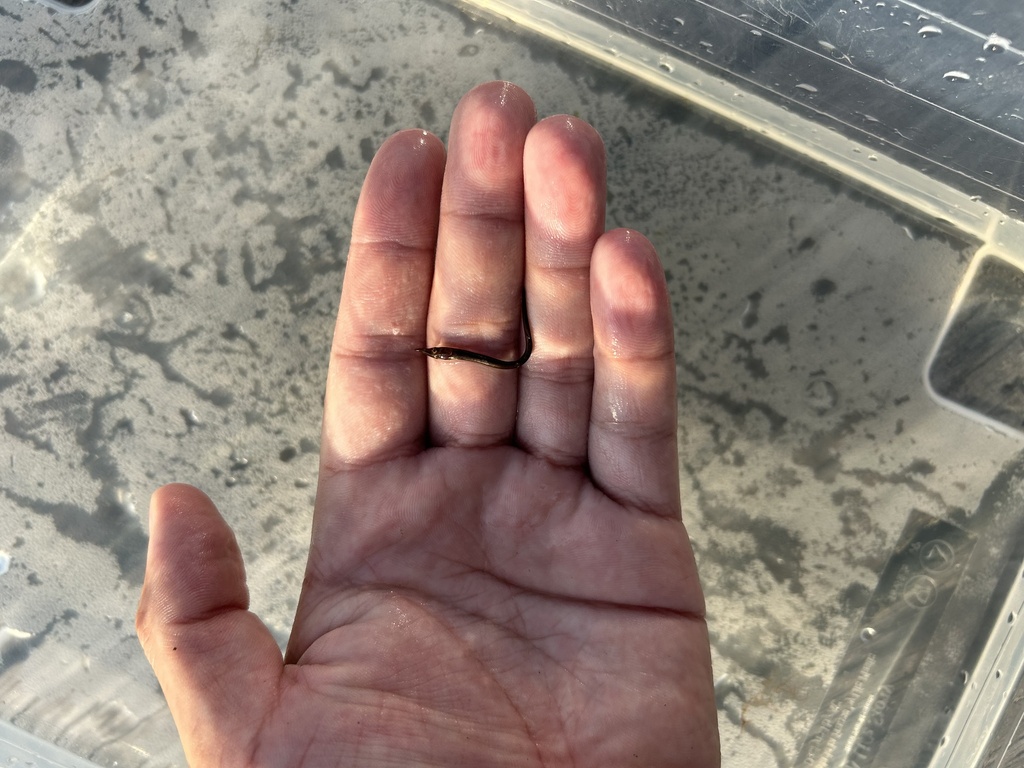 Houndfish in July 2024 by aidanperkins37. Tylosurus with very short ...