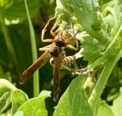 iNaturalist Tracking Database – NatureTracking