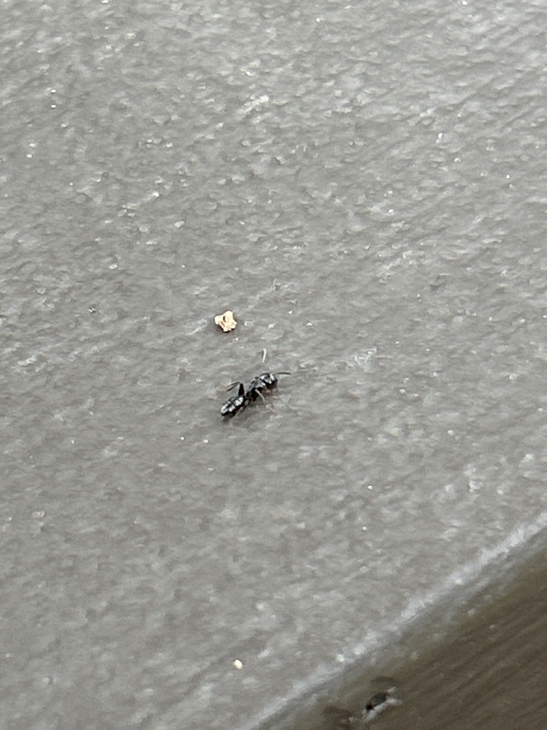 Ants from Donaldson Park, Highland Park, NJ, US on July 20, 2024 at 05: ...