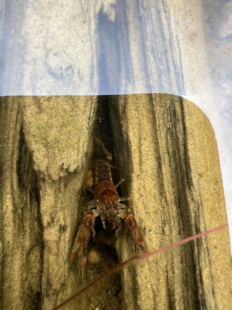 Northern Clearwater Crayfish from Sudbury, Unorganized, North Part, ON ...