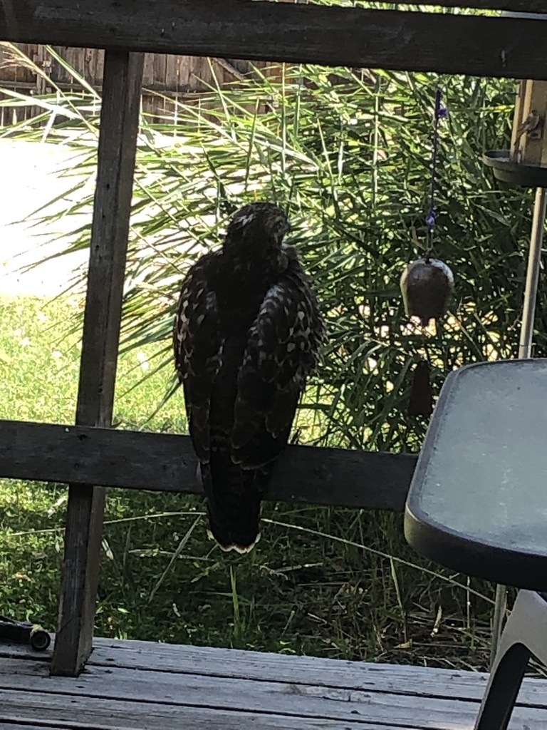 Red-tailed Hawk from E Sunnyside Ave, Salt Lake City, UT, US on July 20 ...