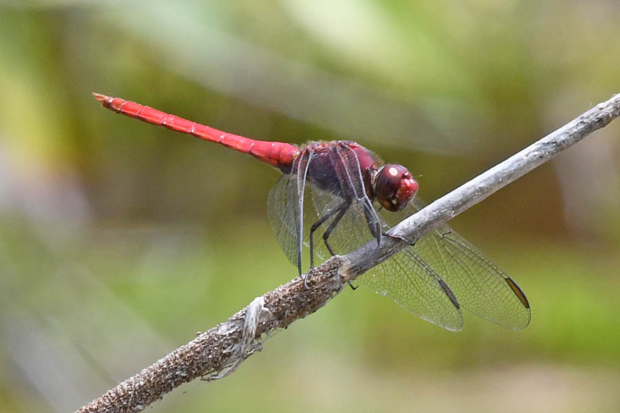 Tropical King Skimmers from Miami-Dade County, FL, USA on March 13 ...