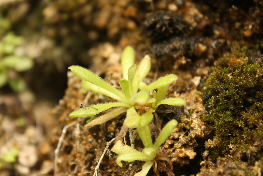 (Pinguicula simulans) - Botanical Realm