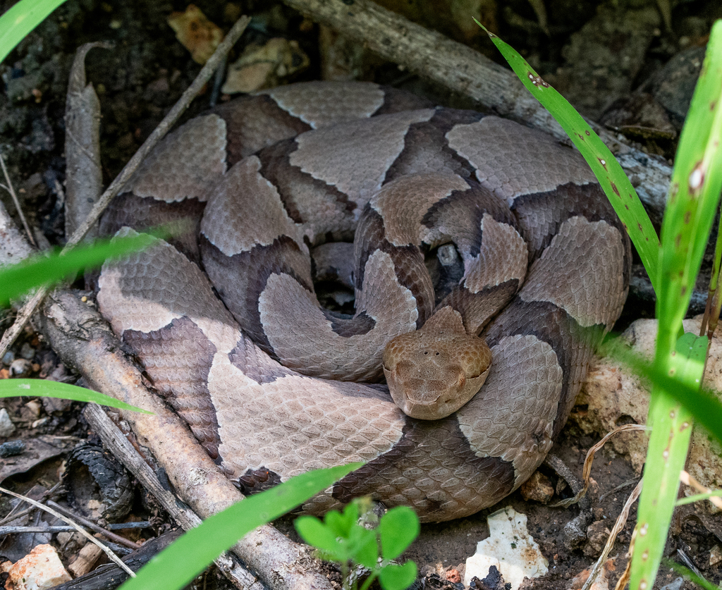 Eastern Copperhead from Monroe County, IL, USA on July 18, 2024 at 04: ...