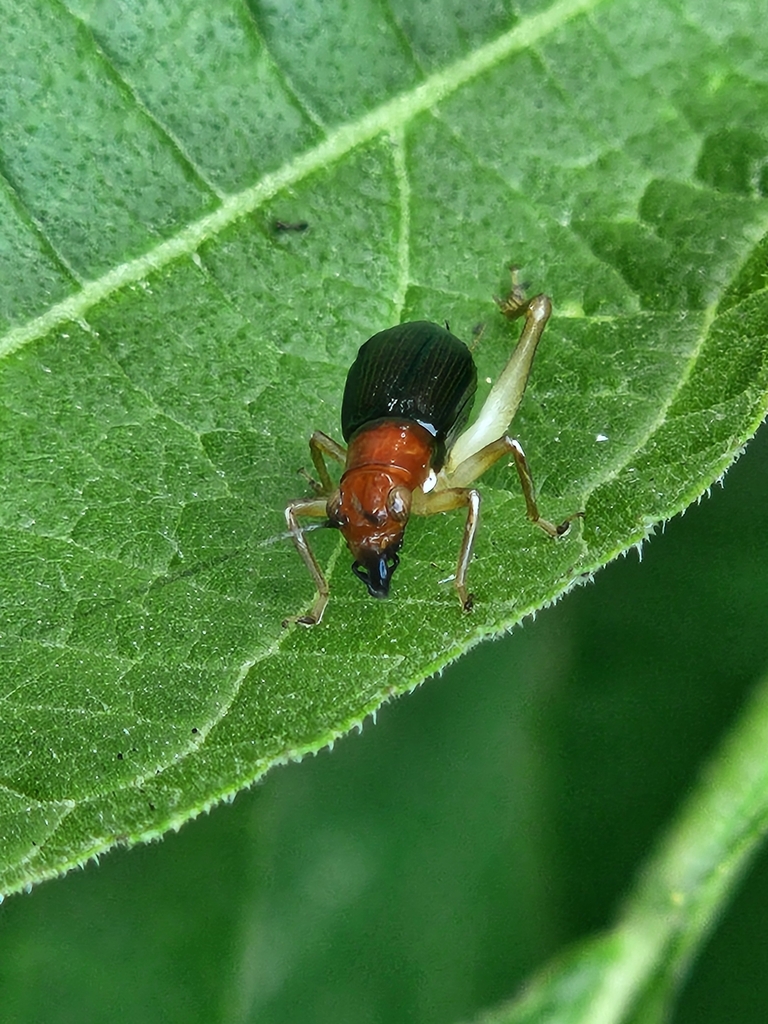 Red-headed Bush Cricket from Lawrenceburg, IN 47025, USA on July 20 ...