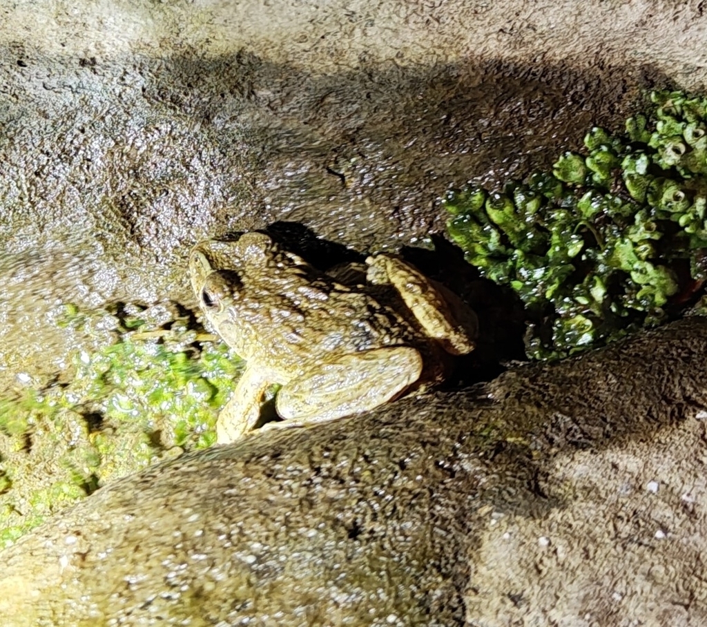 Wrinkled Frog from 192-1 Warachōsawa, Gujo, Gifu 501-4517, Japan on ...