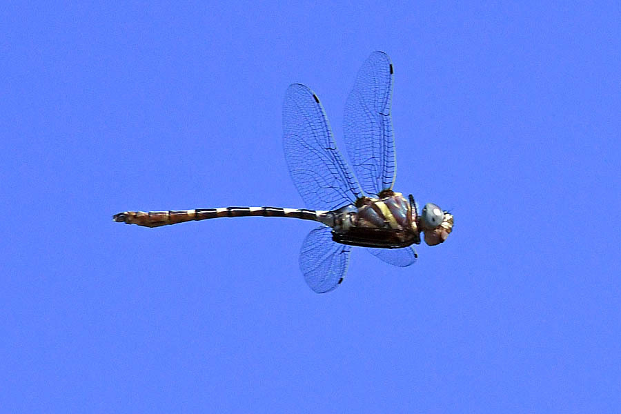 Bronzed River Cruiser from Harding County, NM, USA on July 24, 2019 at ...