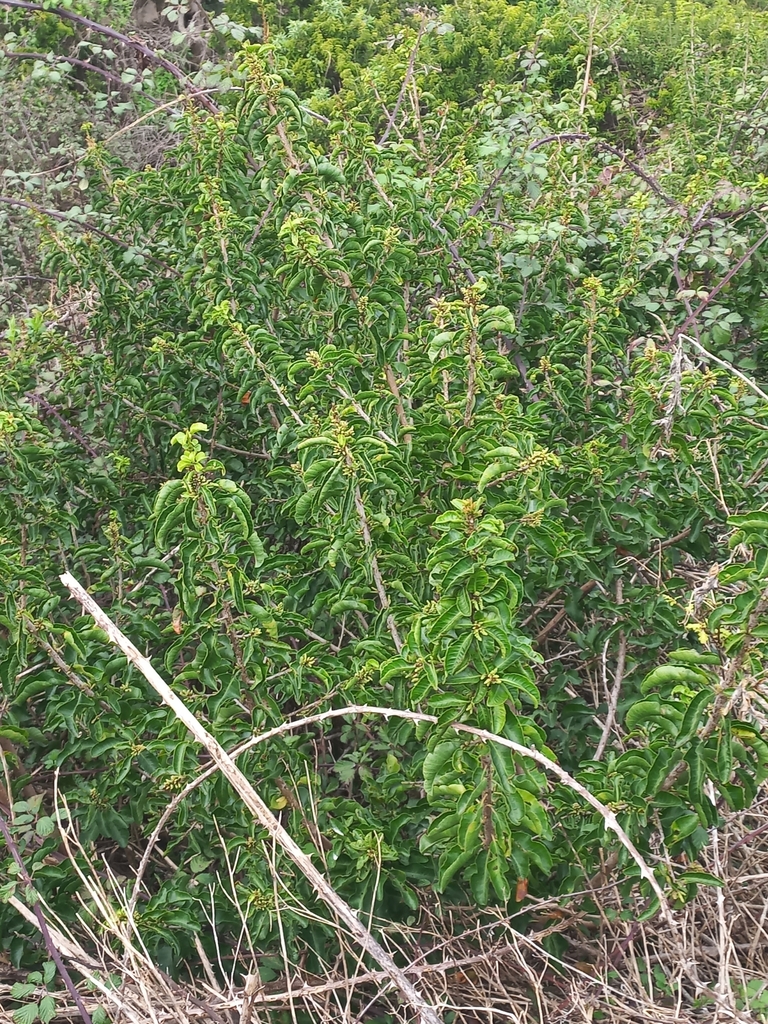 chilean pepper tree from Santo Domingo, Valparaíso, Chile on July 20 ...