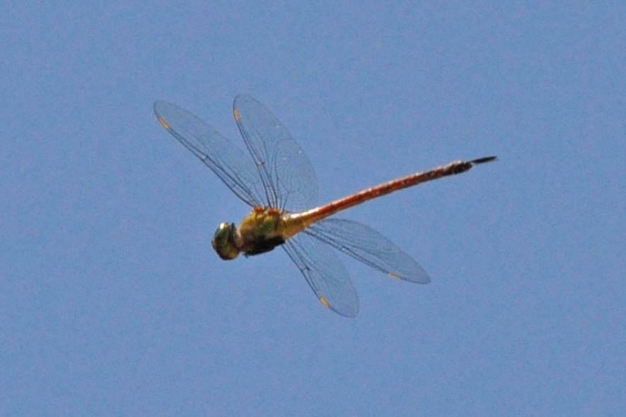 Icarus Darner from Real County, TX, USA on July 15, 2009 at 07:14 PM by ...