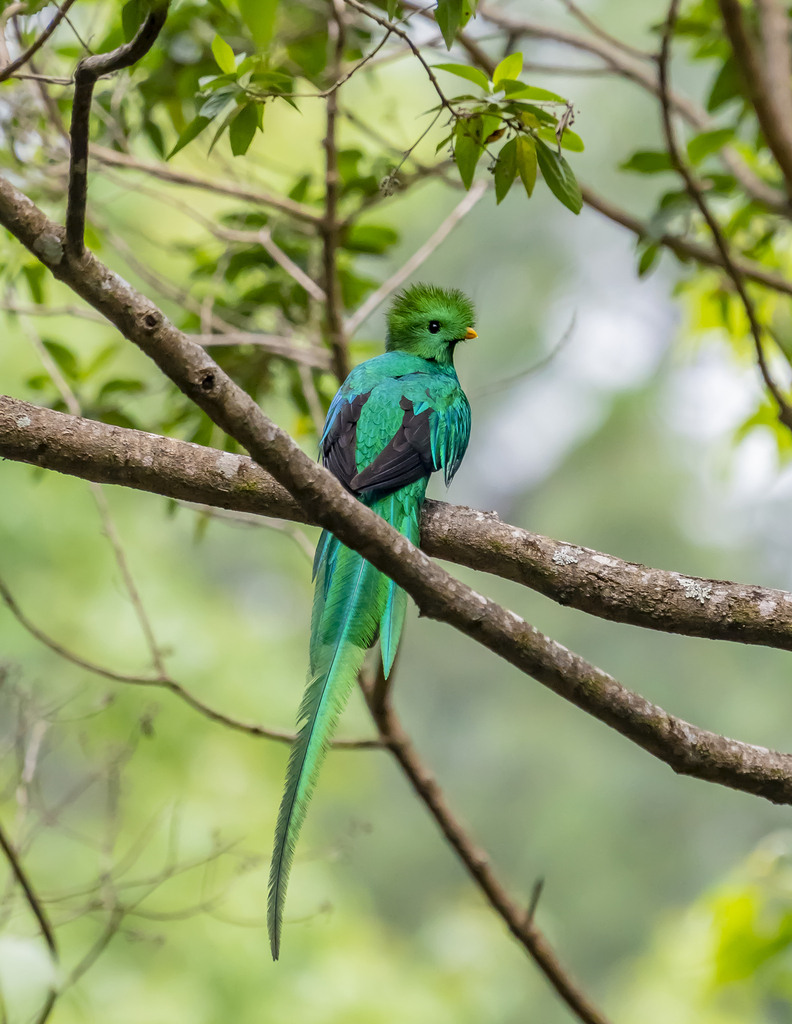 Resplendent Quetzal from Coapilla, Chis., México on April 27, 2021 at ...