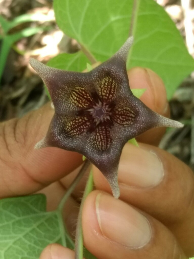 Dictyanthus reticulatus desde San Antonio de la Cal, Oax., México el 16 ...