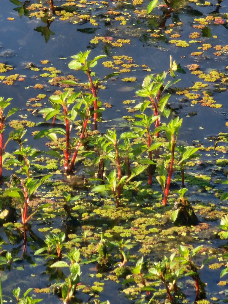 floating primrose-willow in July 2024 by ArachindObserver · iNaturalist
