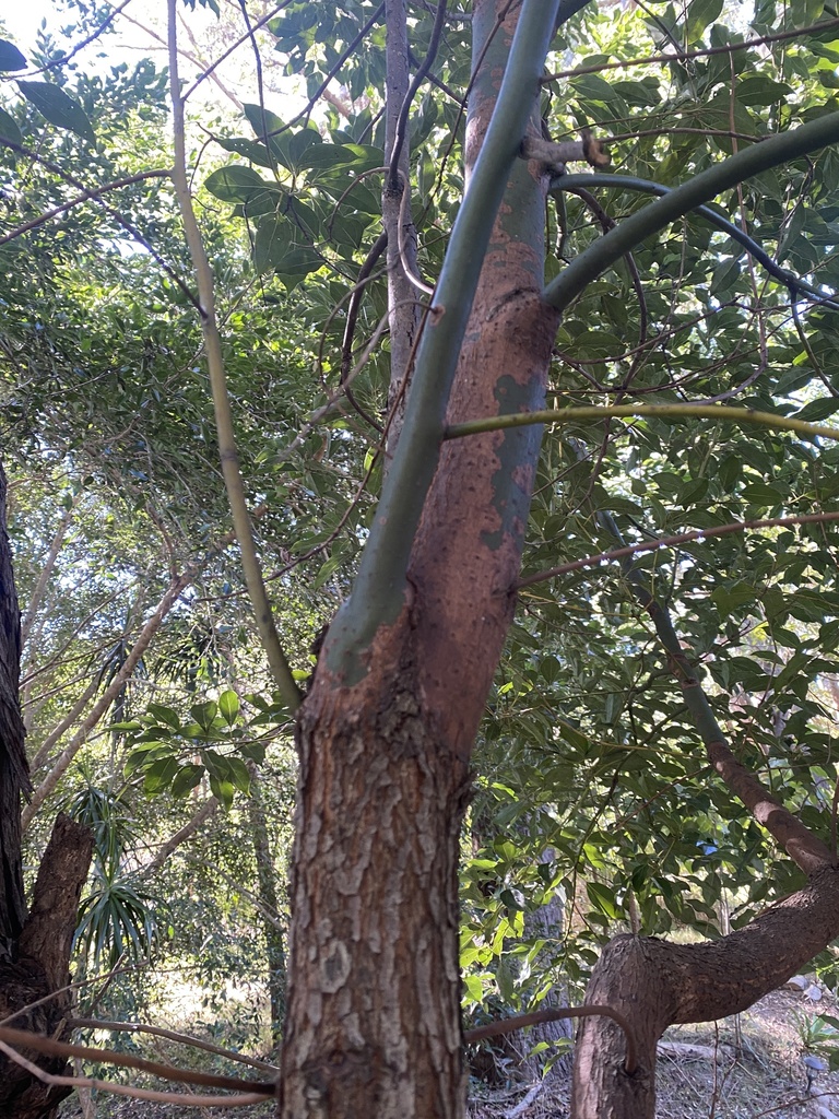 Camphor Tree from Peppermint Dr, Cashmere, QLD, AU on July 21, 2024 at ...