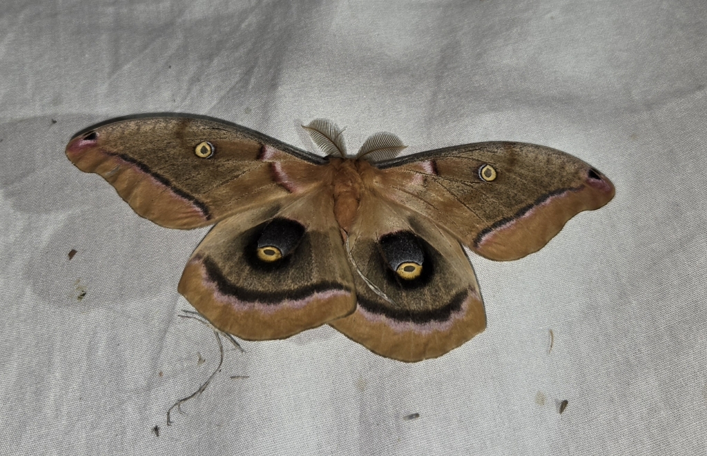 Polyphemus Moth from Camper Services, Colorado Springs, CO 80926, USA ...