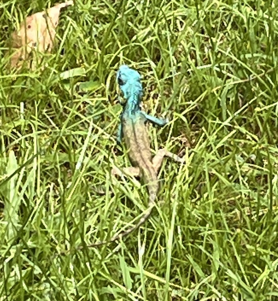 Vietnamese Blue Crested Lizard from Street No. 1, Ho Chi Minh City, Ho ...