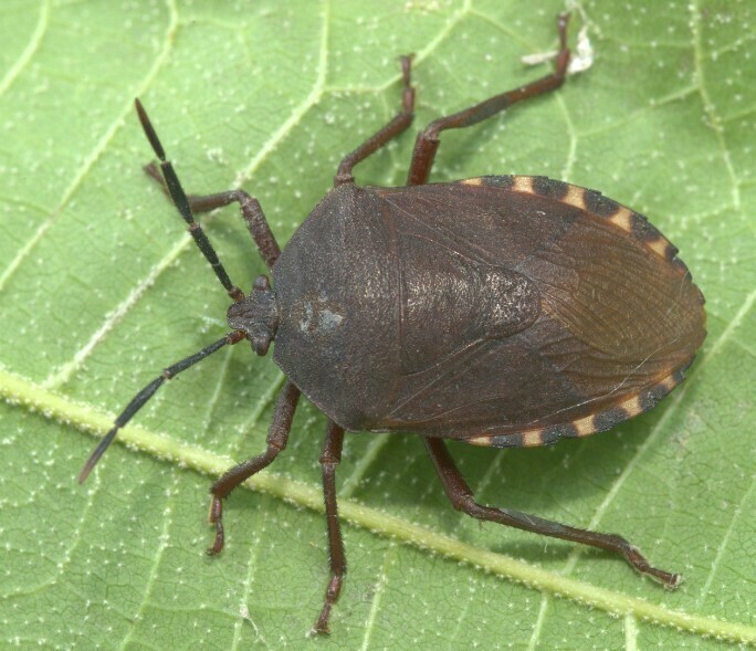 Coridius from Kota Belud, Sabah, Malezja on July 16, 2024 at 07:34 AM ...