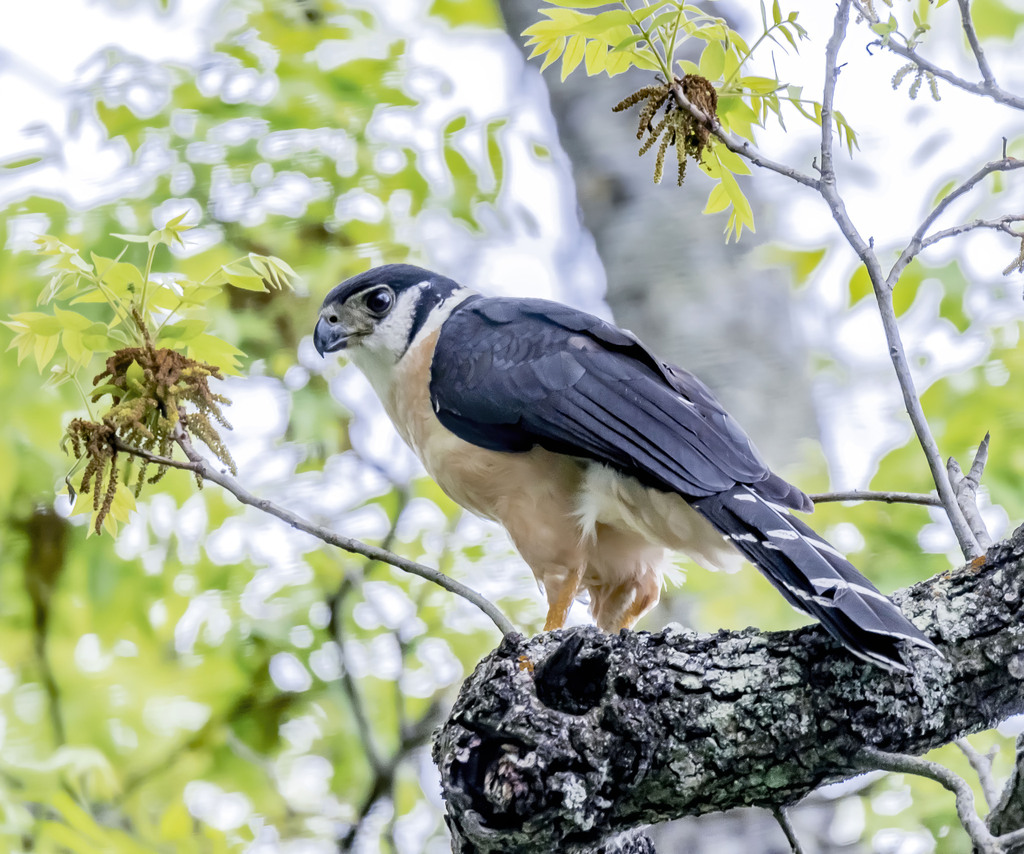 Collared Forest-Falcon from Monterrey, N.L., México on April 8, 2020 at ...