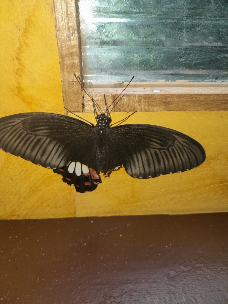 Common Mormon Swallowtail from VH6W+J7M, Koothattukulam, Kerala 686662 ...