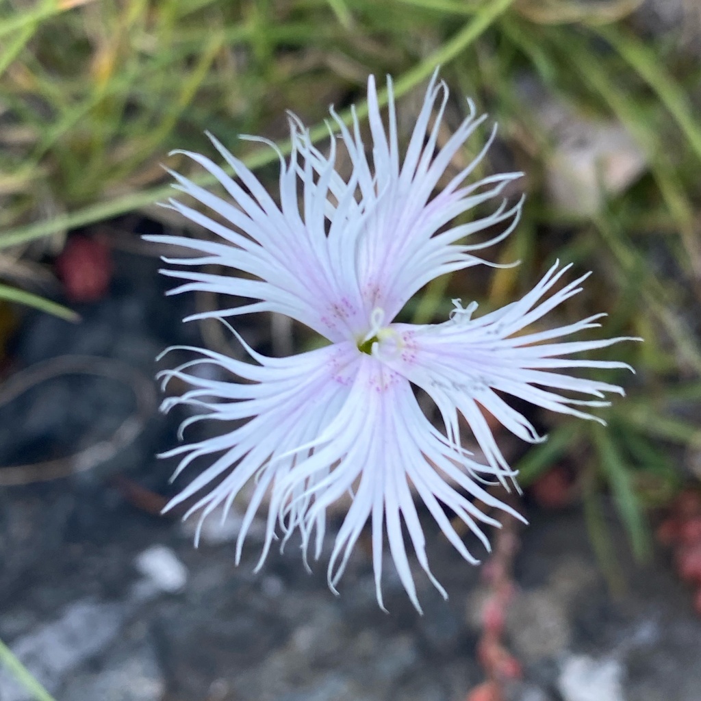 Fringed Pink from Sahún, Huesca, ES on July 19, 2024 at 07:44 PM by ...