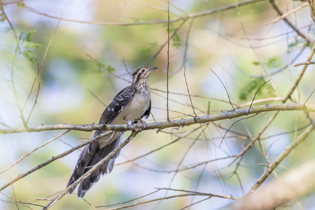 Cuclillo faisán desde Mapastepec, Chis., México el 19 de mayo de 2017 a ...