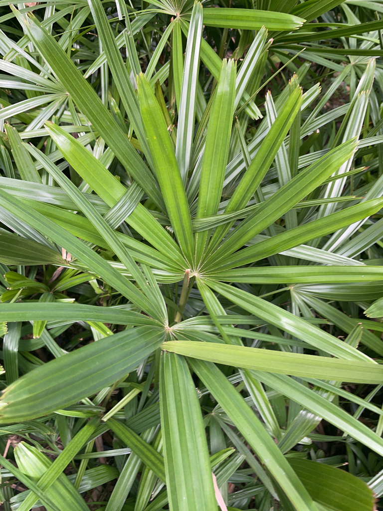 Little Lady Palm from Nam Long Shan on July 21, 2024 at 04:01 PM by ...