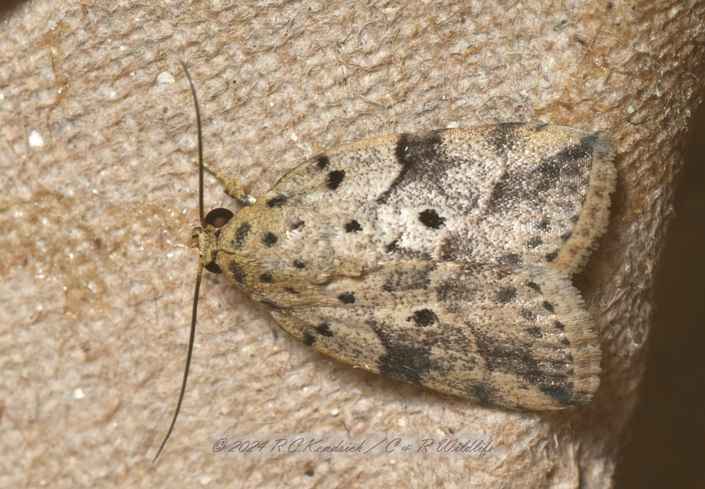 Giaura multipunctata from Tai Po Kau Headland Conservation Area (de ...