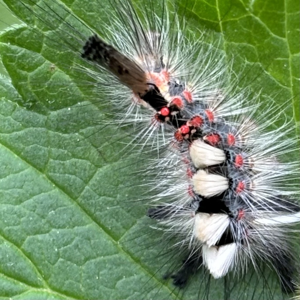 Rusty Tussock Moth from Imjärventie, Heinola Kk, 16, FI on July 21 ...