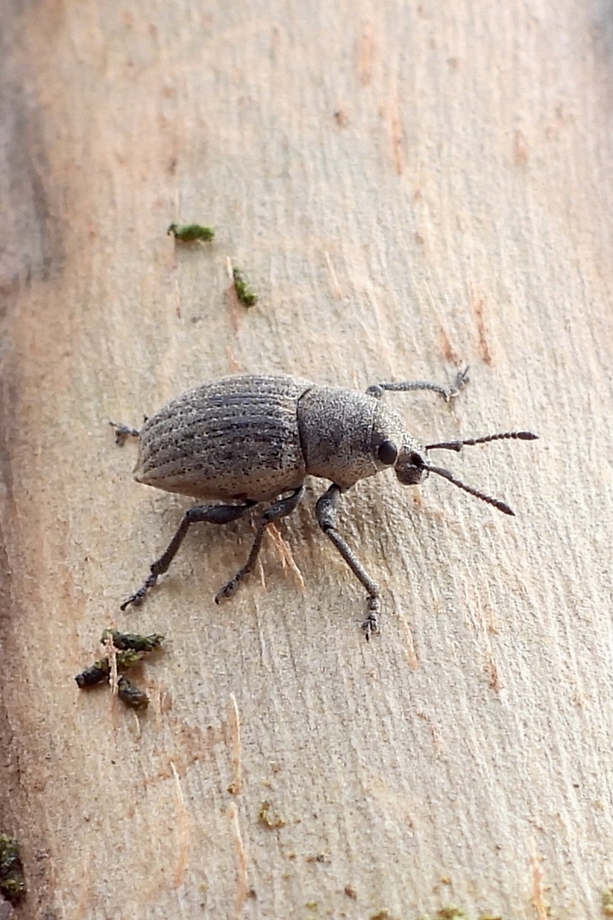Broad-nosed Weevils from Nildottie SA 5238, Australia on July 21, 2024 ...
