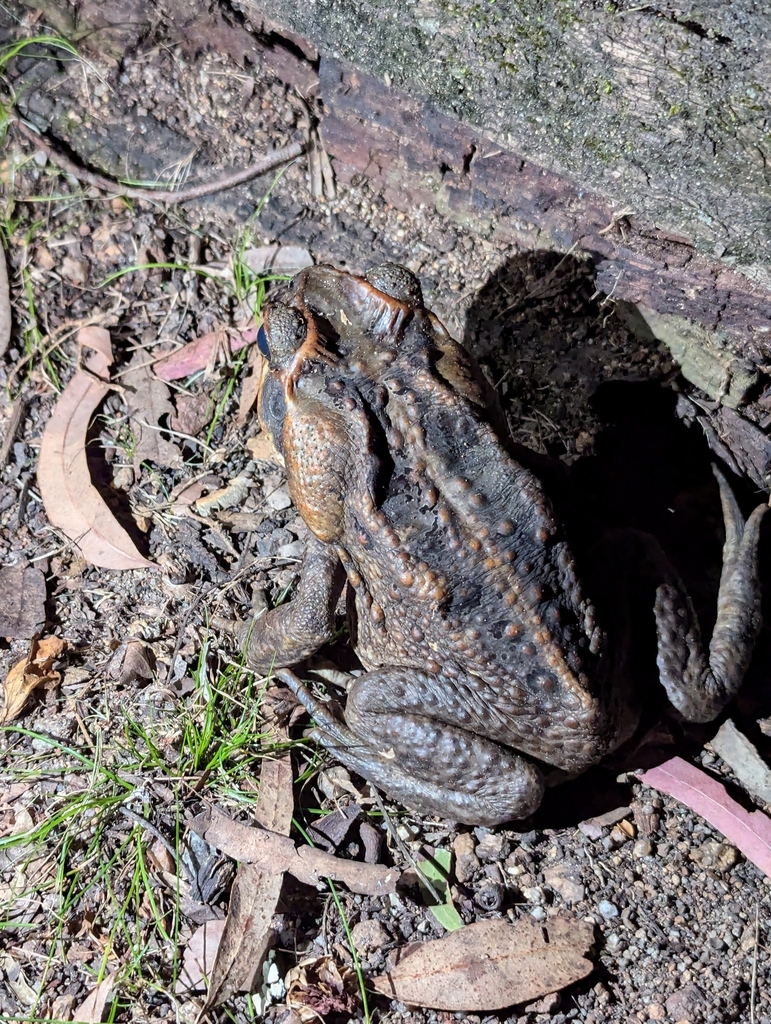 Cane Toad from Paluma QLD 4816, Australia on July 21, 2024 at 06:54 PM ...
