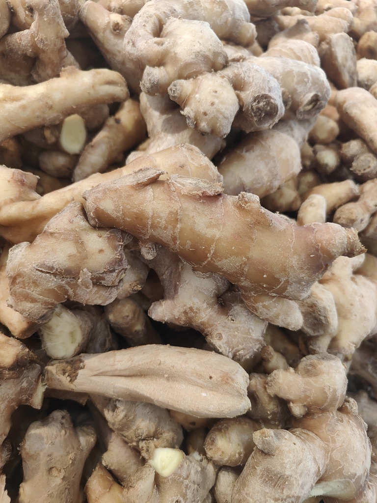 Rhizome Ginger Scientific Name