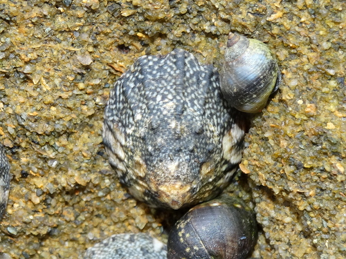 Southern Finger Limpet (Lottia austrodigitalis) · iNaturalist