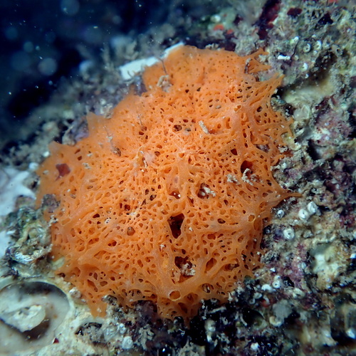 Clathrina rubra · iNaturalist