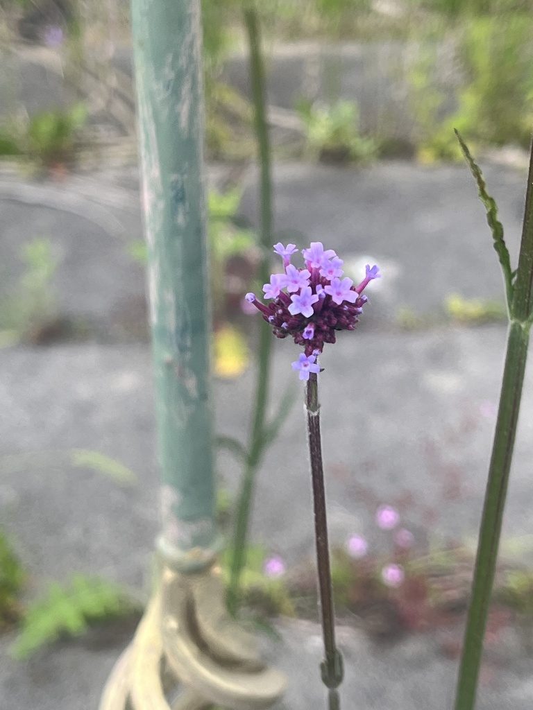 purpletop vervain from Ossory Street, Manchester, England, GB on May 31 ...