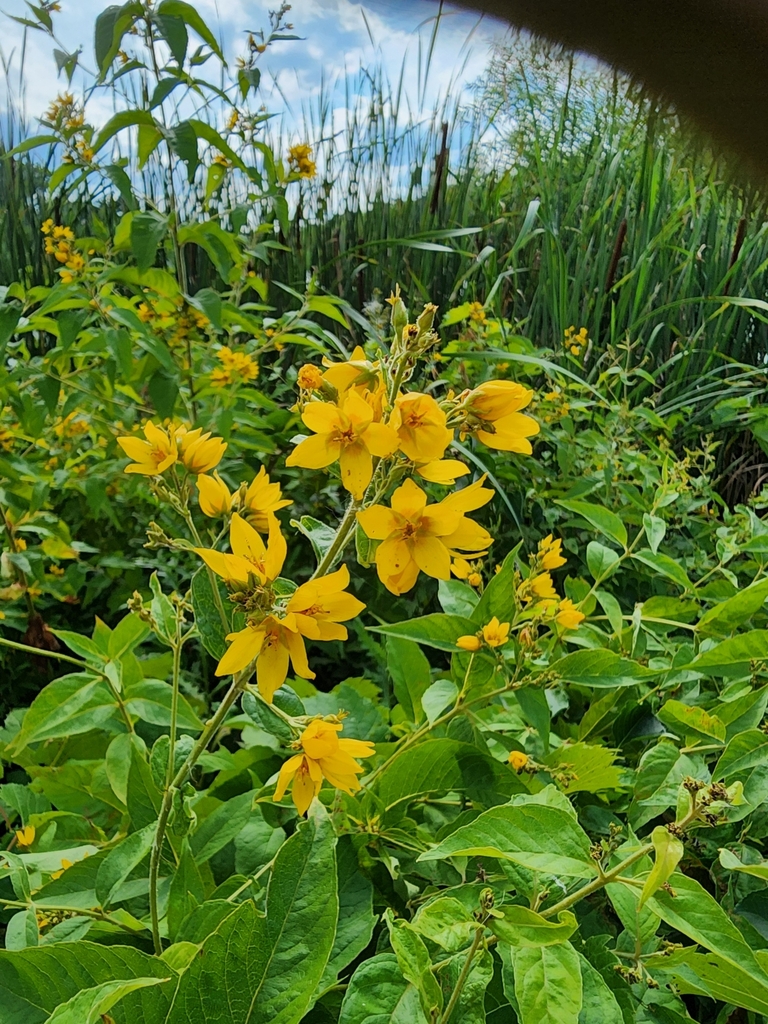 Yellow Loosestrife from Rexford, NY 12148, USA on July 20, 2024 at 04: ...