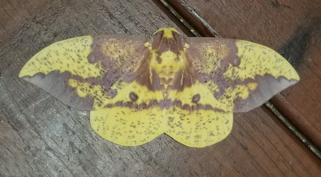 Imperial Moth from Fentress County, TN, USA on July 21, 2024 at 06:37 ...