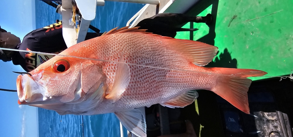 Saddletail Snapper from Coen QLD 4892, Australia on July 20, 2024 at 12 ...