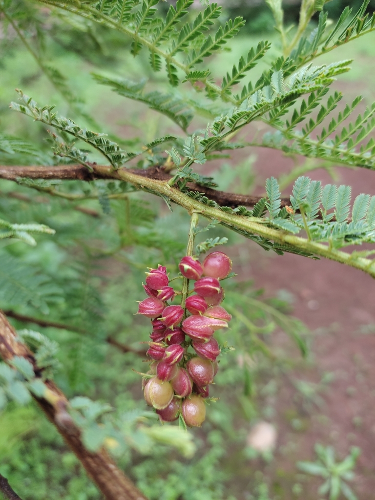 thorn trees from 47V6+2Q, 45790 Atemajac de Brizuela, Jal., México on ...