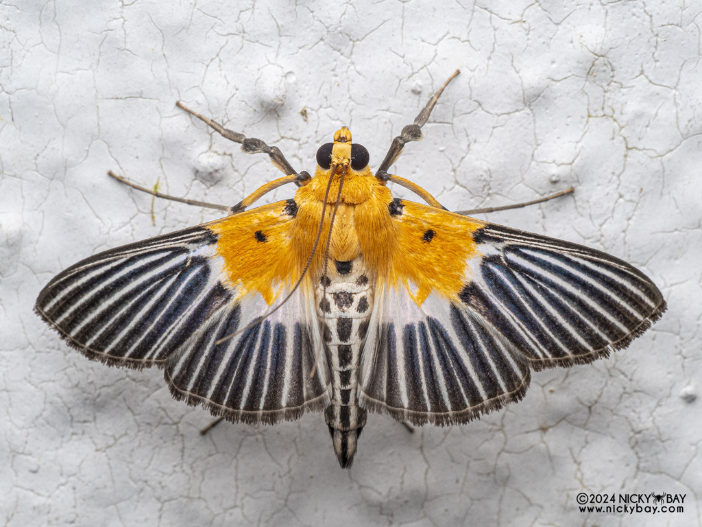 Nevrina procopia from Jalan Peninjau, Bukit Fraser, 49000 Bukit Fraser ...