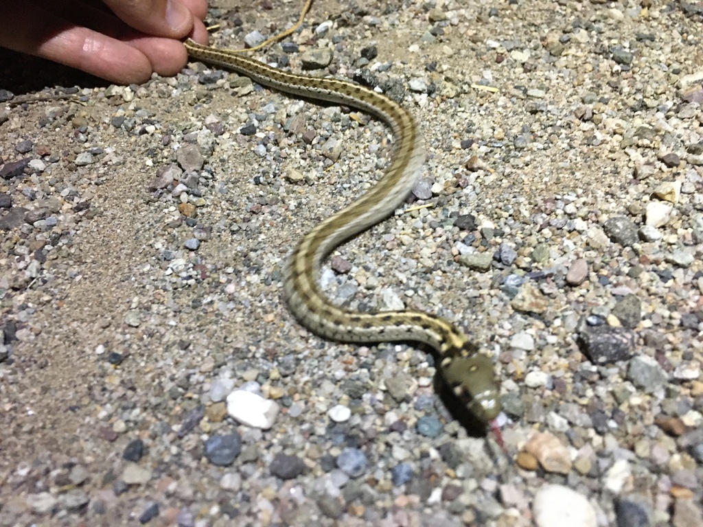 Checkered Garter Snake from W Mile Wide Rd, Marana, AZ, US on July 20 ...