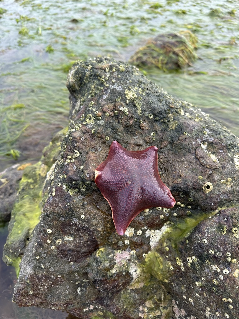 Bat Star from Shingle Bay, Skeena-Queen Charlotte, BC, CA on July 21 ...