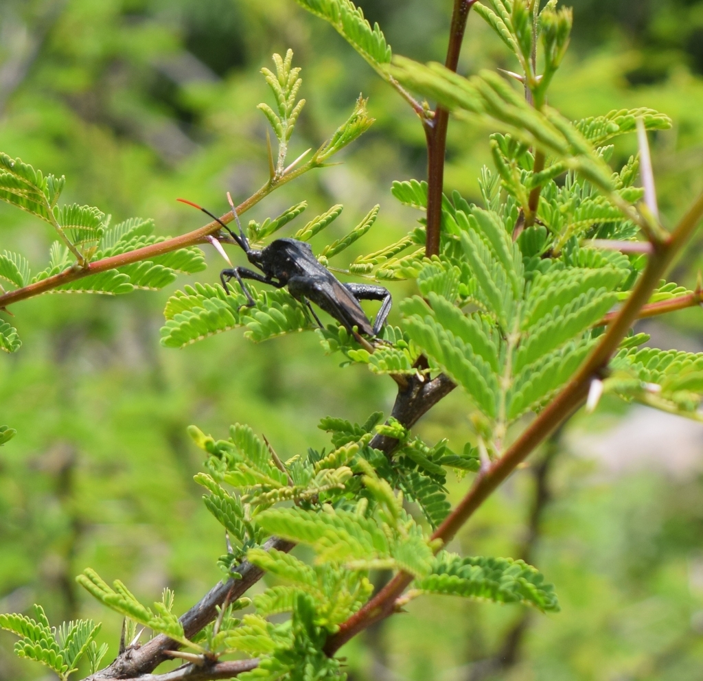 Spine-headed Bugs from Vicente Guerrero, 76000 Santiago de Querétaro ...