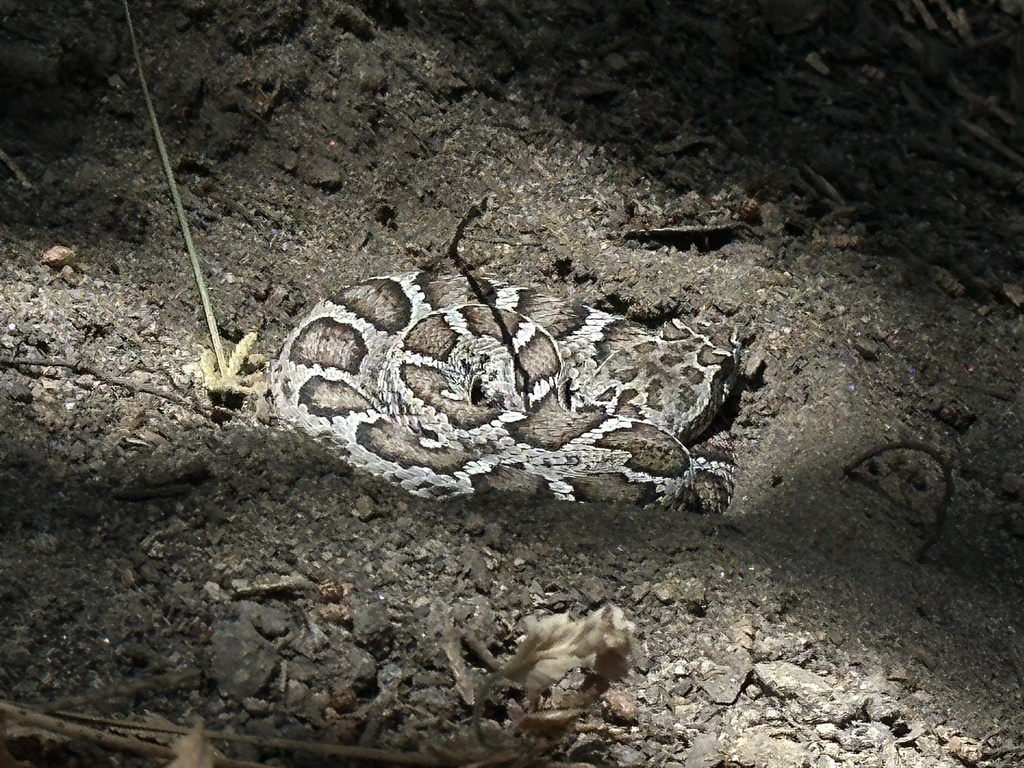 Northern Pacific Rattlesnake from Yosemite National Park, Groveland, CA ...