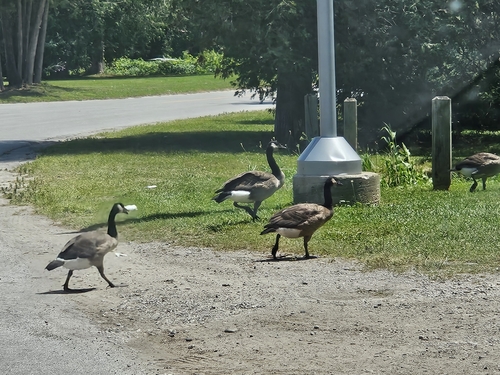 Photo 409853970, (c) Logan Mcquitty, all rights reserved, uploaded by ...