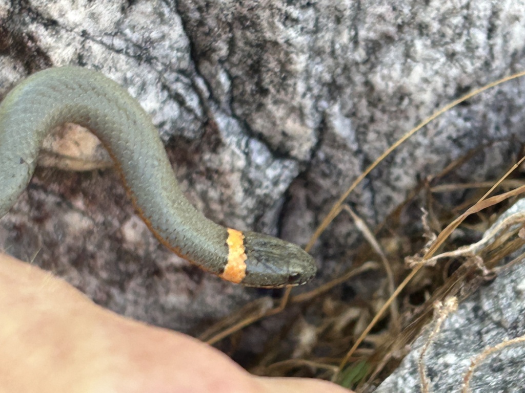 Ring-necked Snake from Coronado National Forest, Mount Lemmon, AZ, US ...