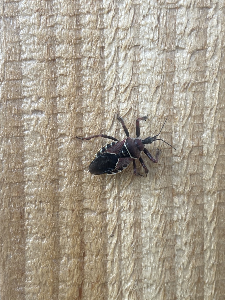 Winged and Once-winged Insects from Kerr County, US-TX, US on July 19 ...