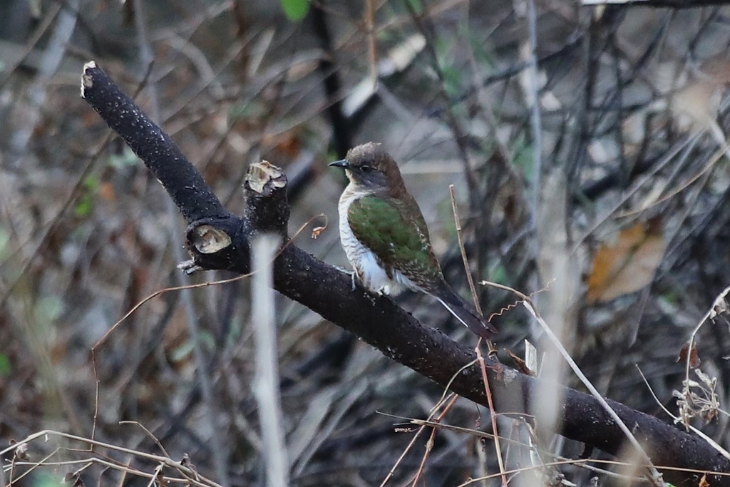 Klaas's Cuckoo from Widenham Retirement Village, Clansthal, Ezembeni ...