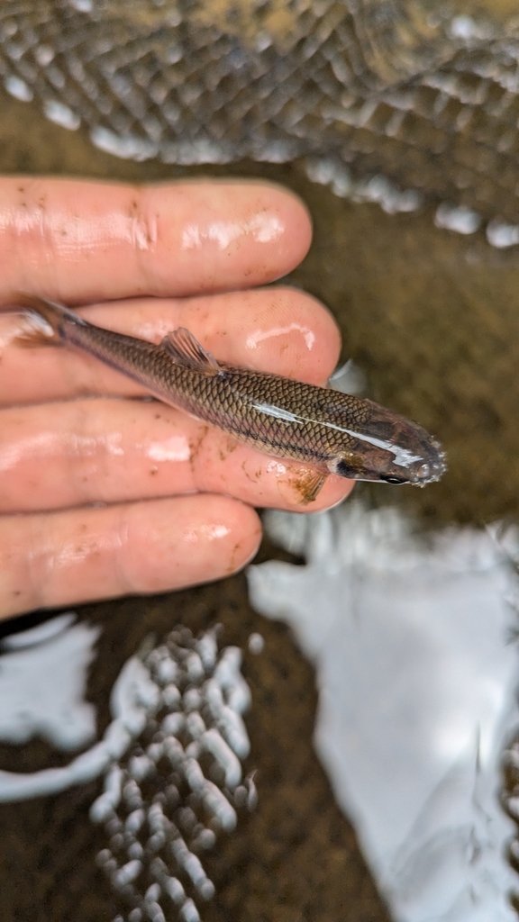 Bluntnose Minnow from Blue Ridge Farms, Kansas City, MO, USA on July 21 ...