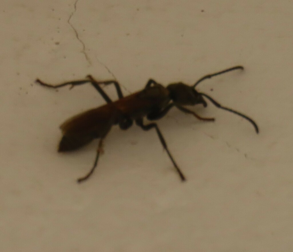 Foetida-group Panther Ants from Las Lajas, Provincia de Chiriquí ...